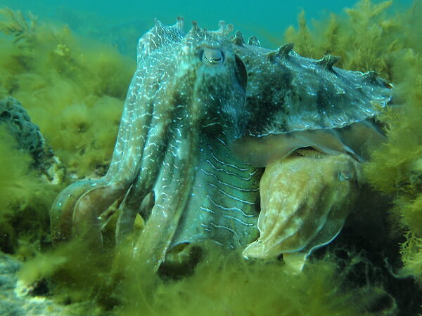 "Flickering caustics and mesmerising prey: the unique visual ecology of cuttlefish" Dr. Martin J ...